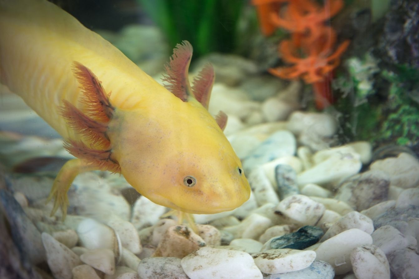 Axolotl, avagy mi is az a mexikói vízikutya? - Viva Mexikó