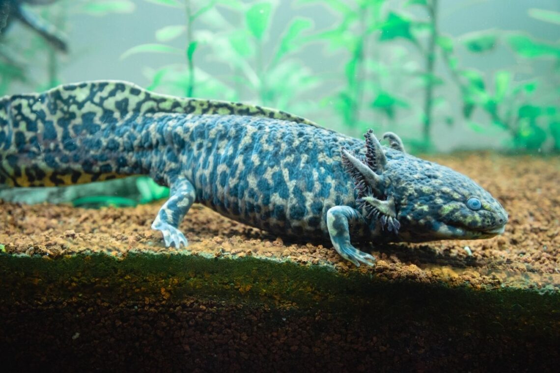 Axolotl, avagy mi is az a mexikói vízikutya? - Viva Mexikó
